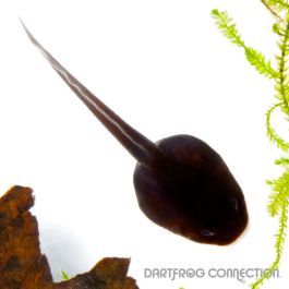Dart Frog Connection - Dendrobates tinctorius Alanis Tadpole