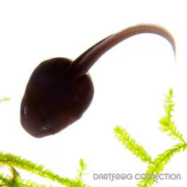 Dart Frog Connection - Dendrobates auratus La Coca Tadpole